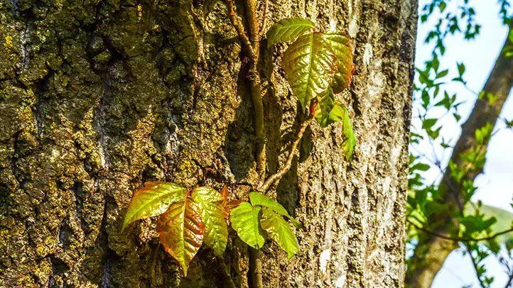 Poison Ivy Blieder op engem Bam