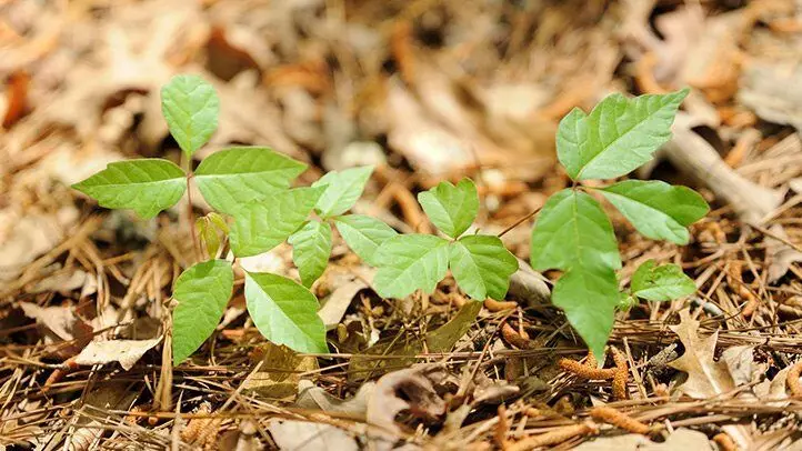 poison ivy chirimwa pasi