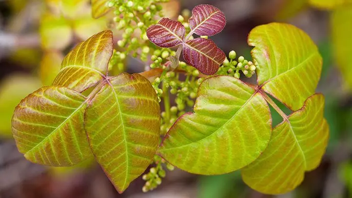 chepfu ivy maruva buds