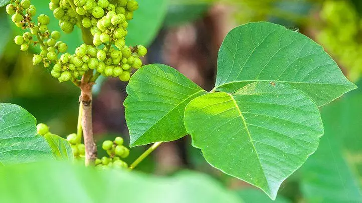 Poison Ivy Beeren