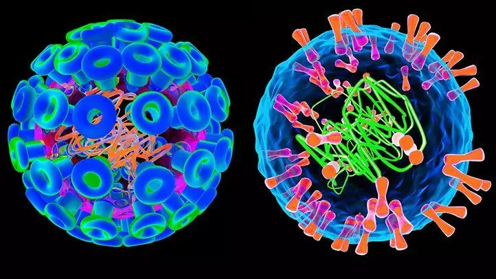 HSV-1 жана HSV-2 экөө тең жыныстык герпести пайда кылышы мүмкүн