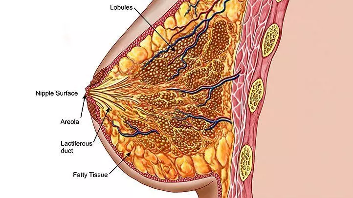 ශරීරයේ මේදය සැඟවිය හැකි විස්මිත ස්ථාන 11448_6