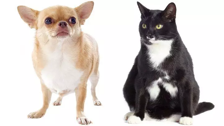 Honden en katten kunnen ook diabetes ontwikkelen