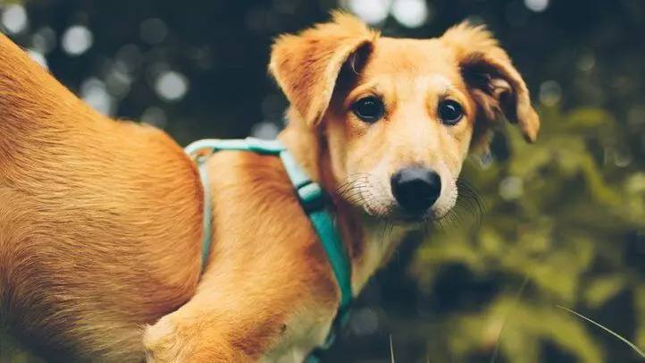 犬の狂犬病