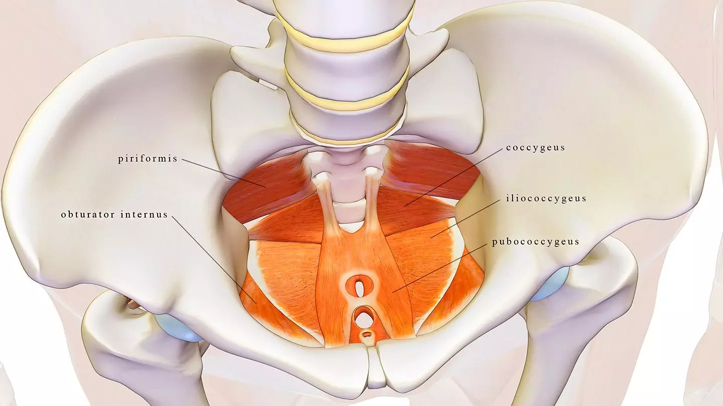 Pelvic-فرش-جسماني-علاج-لاء-MS-1440x810