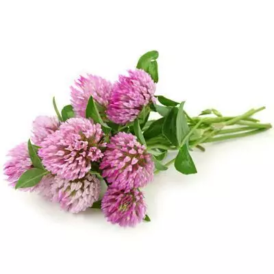 Red Clover