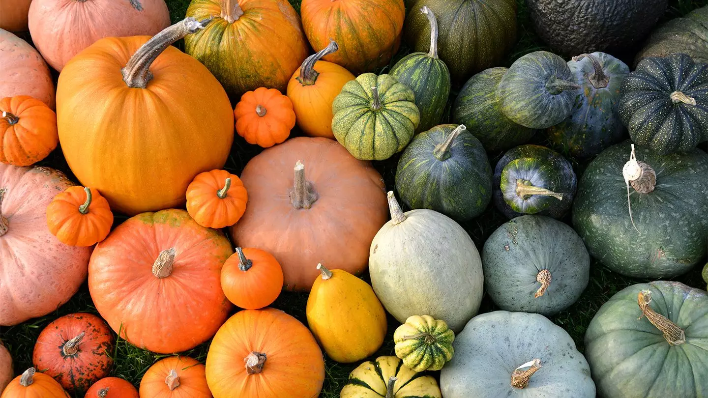 rainbow of pumpkins