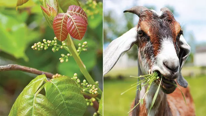 uma planta de hera venenosa e uma cabra comendo hera venenosa, que é uma maneira de removê-la de sua propriedade