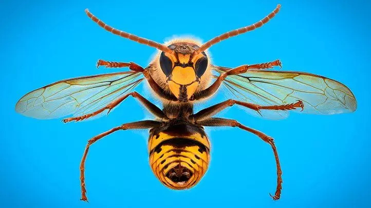 Stings Wasp: Dermankirin, Reaksiyonên Alerjîk, Dermanên Malê, û Wêne