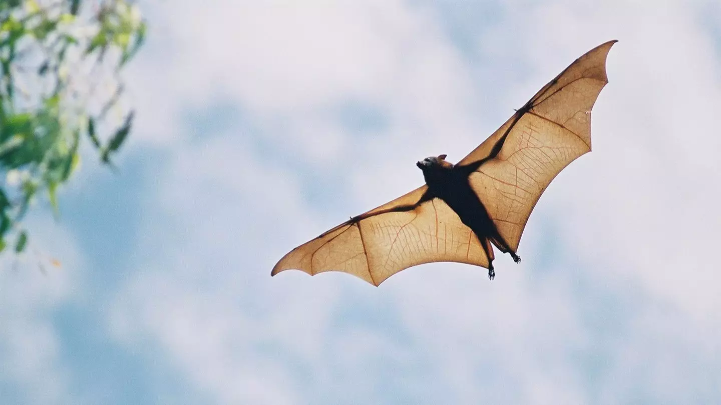 Fledermaus im Flug