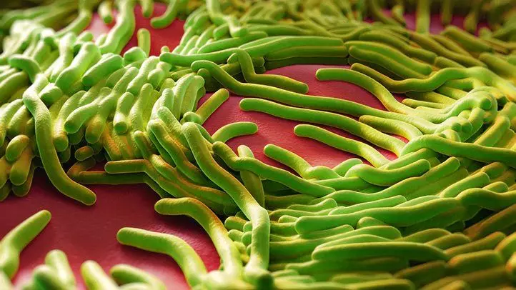 Legionella bakteriyası