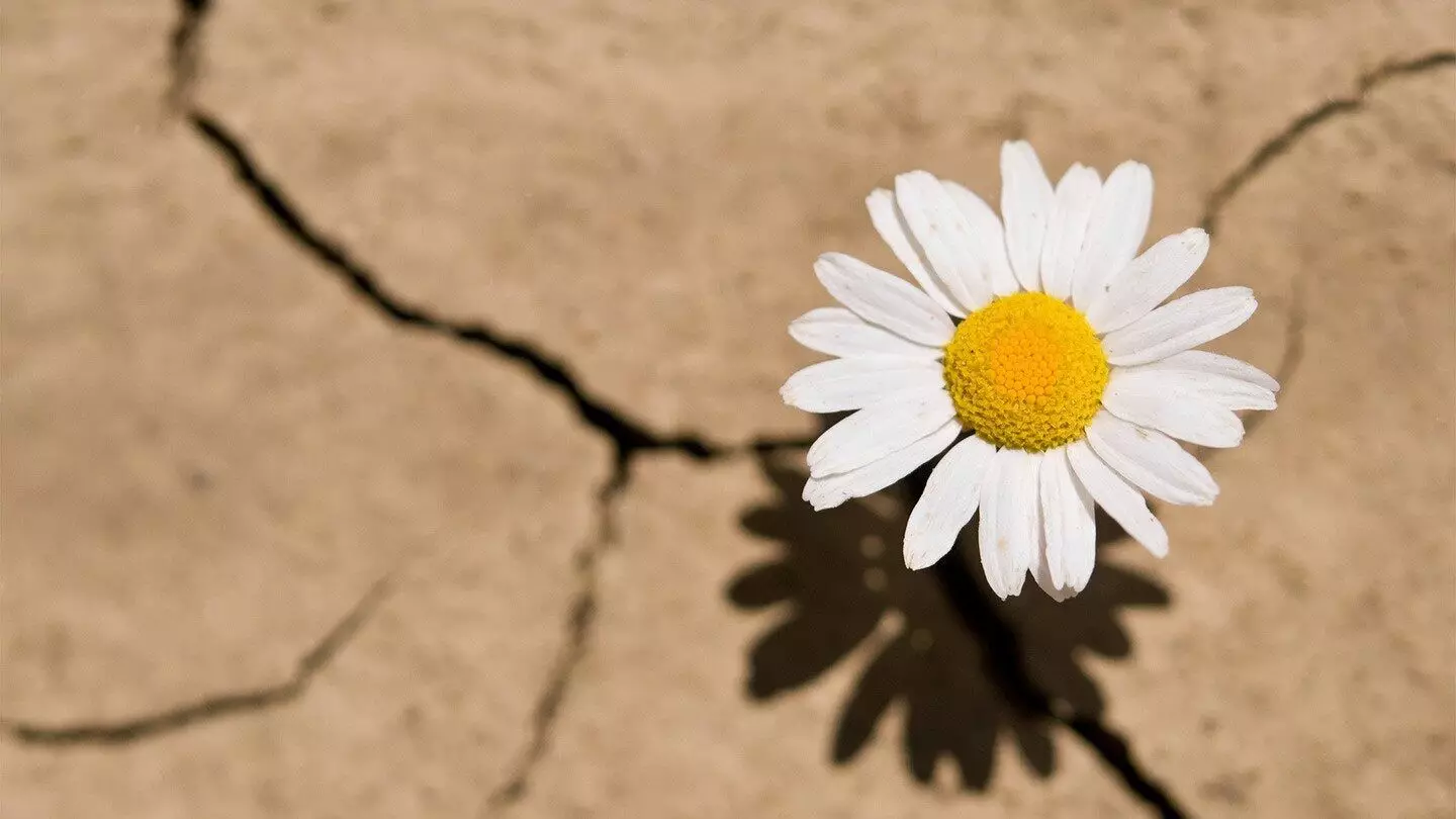 eine Blume, die aus einem Felsen wächst