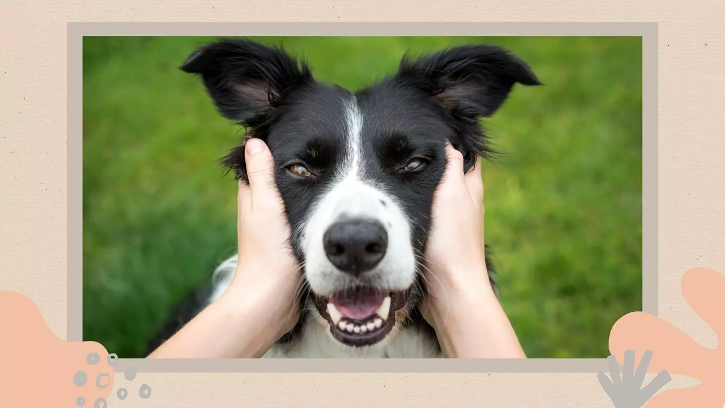 hände, die das gesicht des süßen hundes halten