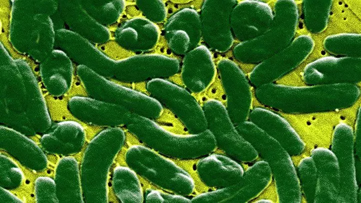 Vibrio vulnificus බැක්ටීරියාව