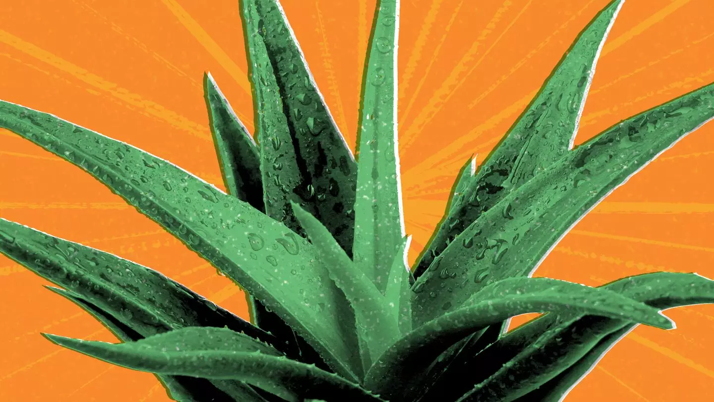 8 Aloe Vera potentsiaalset kasu tervisele