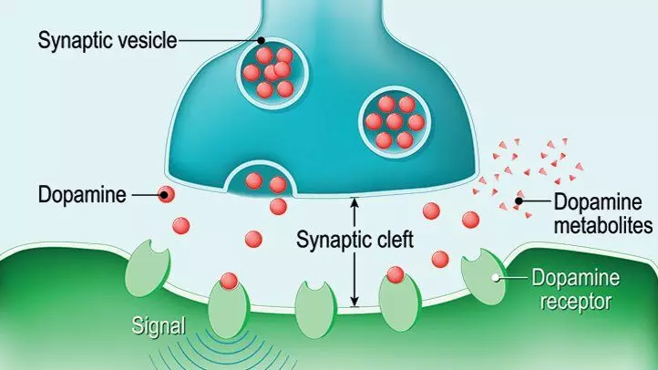 Dopamin: Neurotransmiter